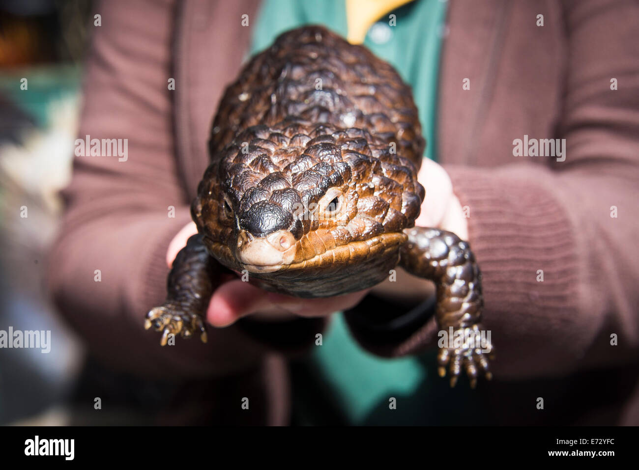 Sydney, Australia. 5th September 2014 -- Taronga park Zoo staff display ...