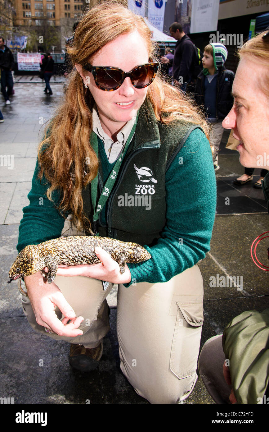 Sydney, Australia. 5th September 2014 -- Taronga park Zoo staff display ...