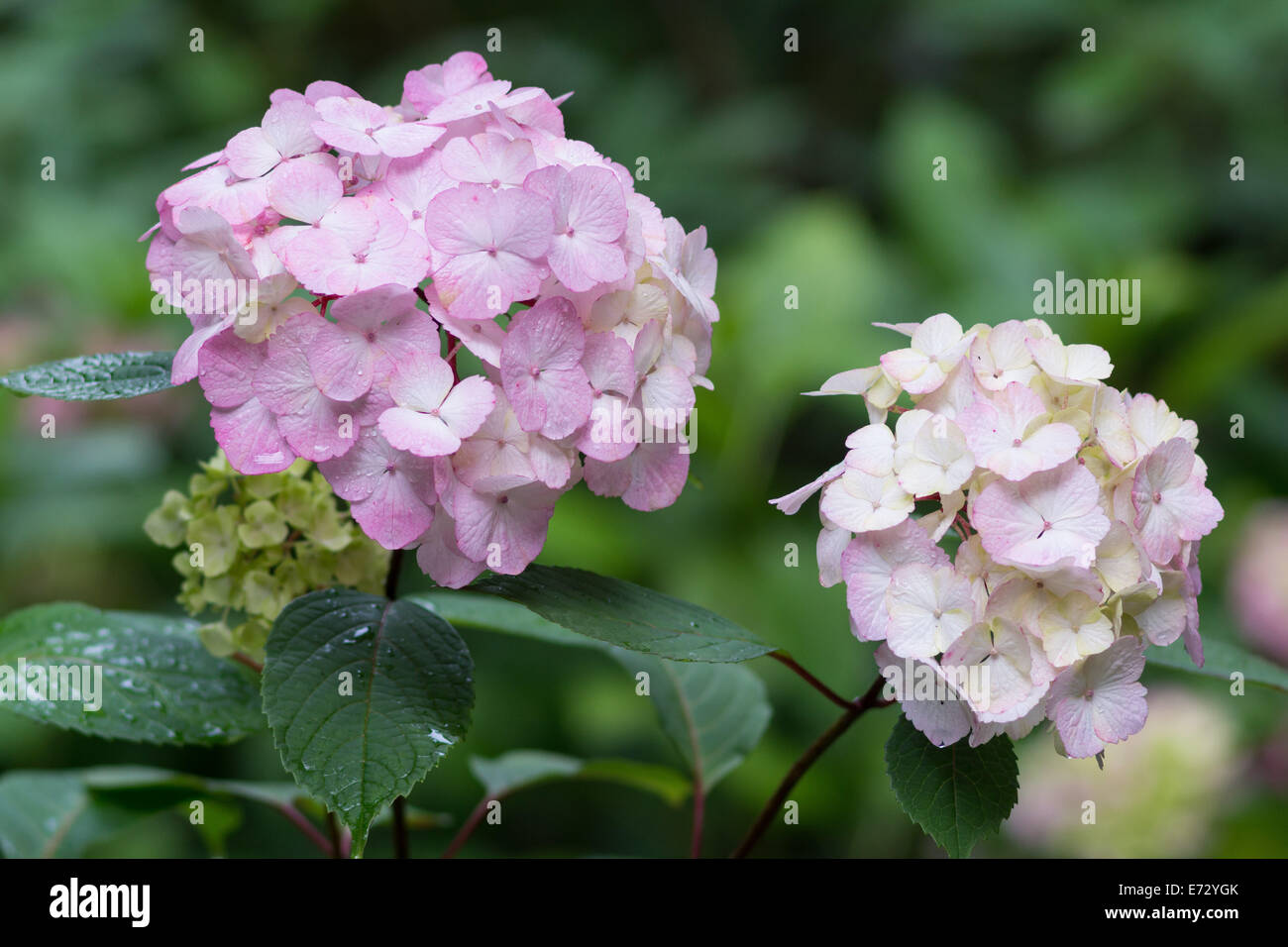 Hydrangea pink flowers close hi-res stock photography and images - Alamy