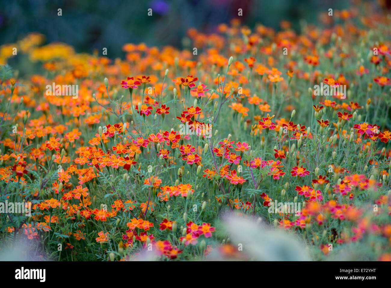 Dwarf marigolds blooming Tagetes Stock Photo - Alamy