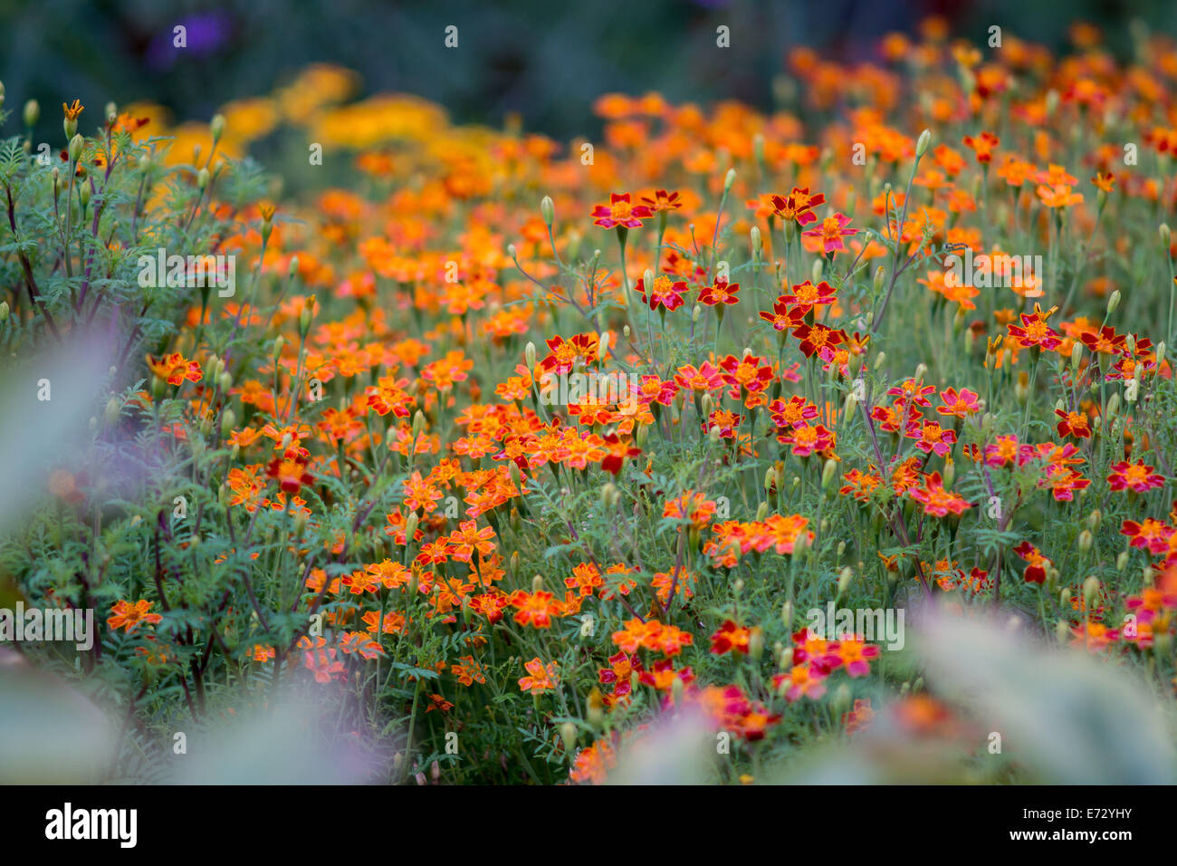 Dwarf marigolds blooming Tagetes Stock Photo - Alamy