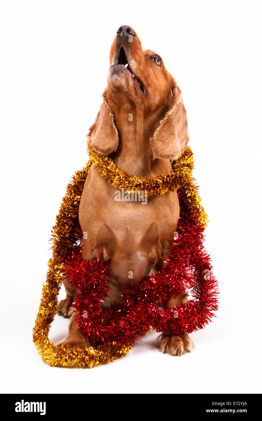 English cocker spaniel dog surrounded by red and yellow Christmas ...