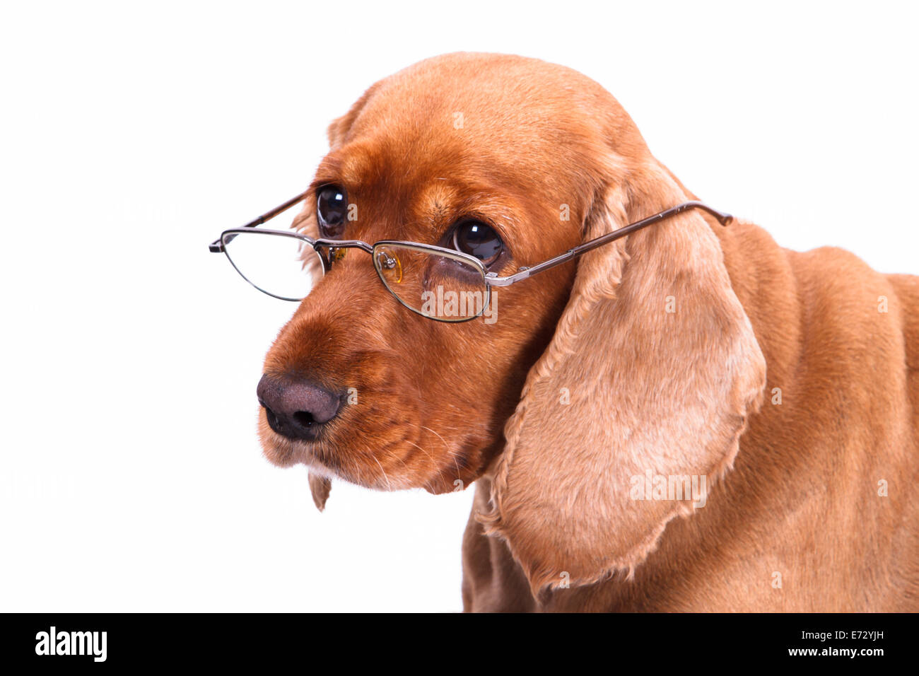 Old English cocker spaniel dog looking behind glasses, isolated on ...