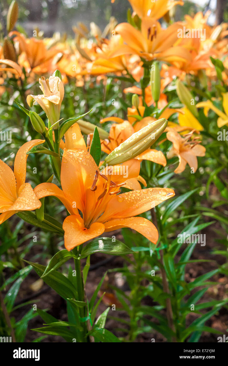 Yellow lilles in flower garden Stock Photo - Alamy