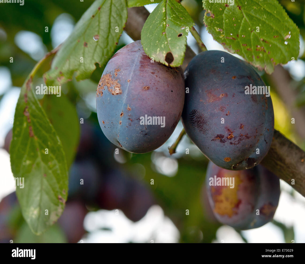 Blue plums on the tree hi-res stock photography and images - Alamy