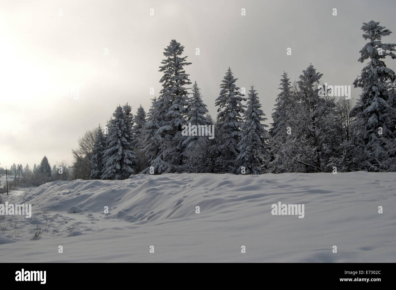 dark winter landscape with snow covered trees Stock Photo - Alamy