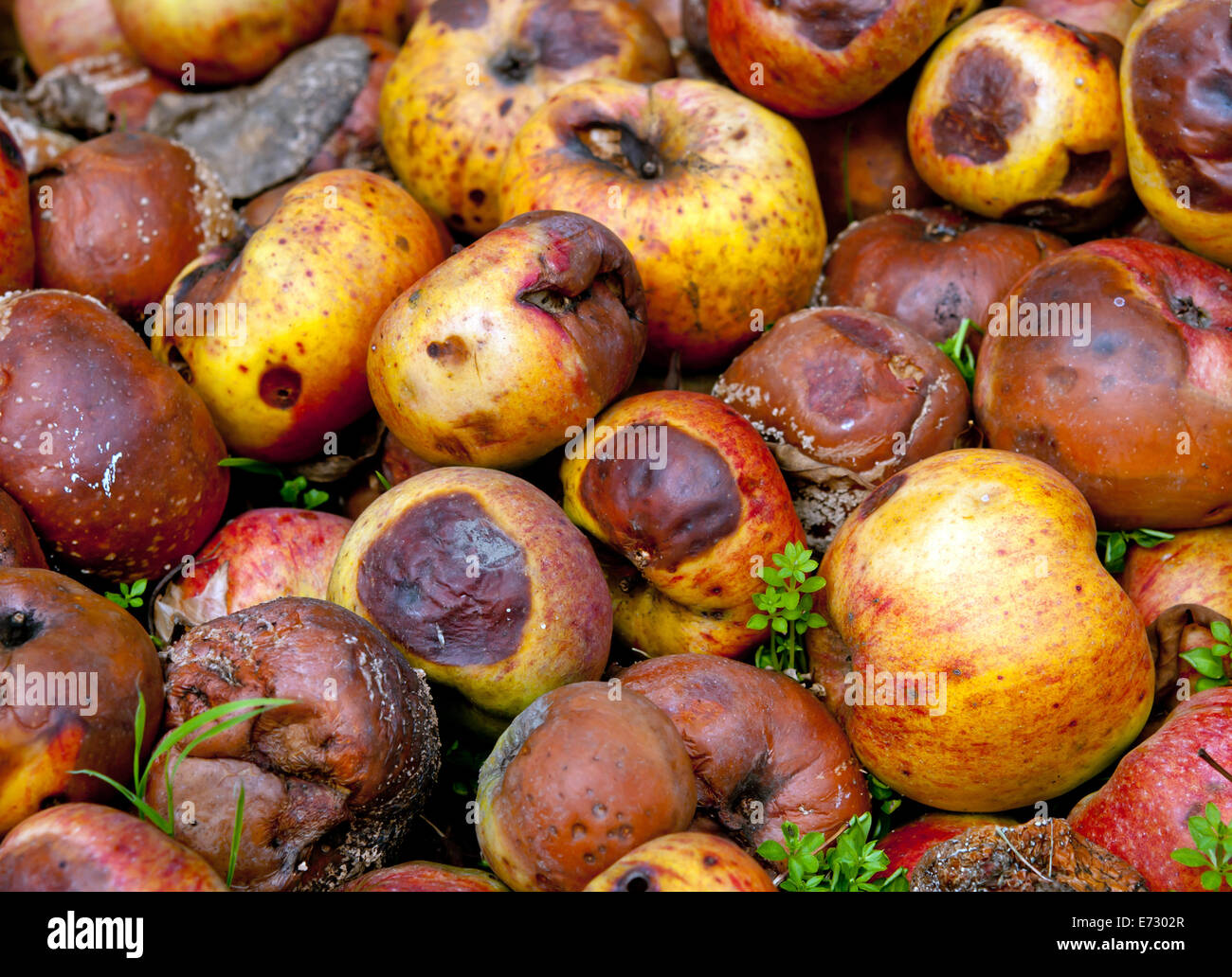rotten apples close up Stock Photo - Alamy