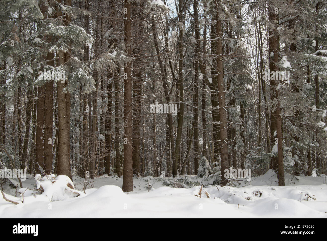 a winter forest close up Stock Photo - Alamy