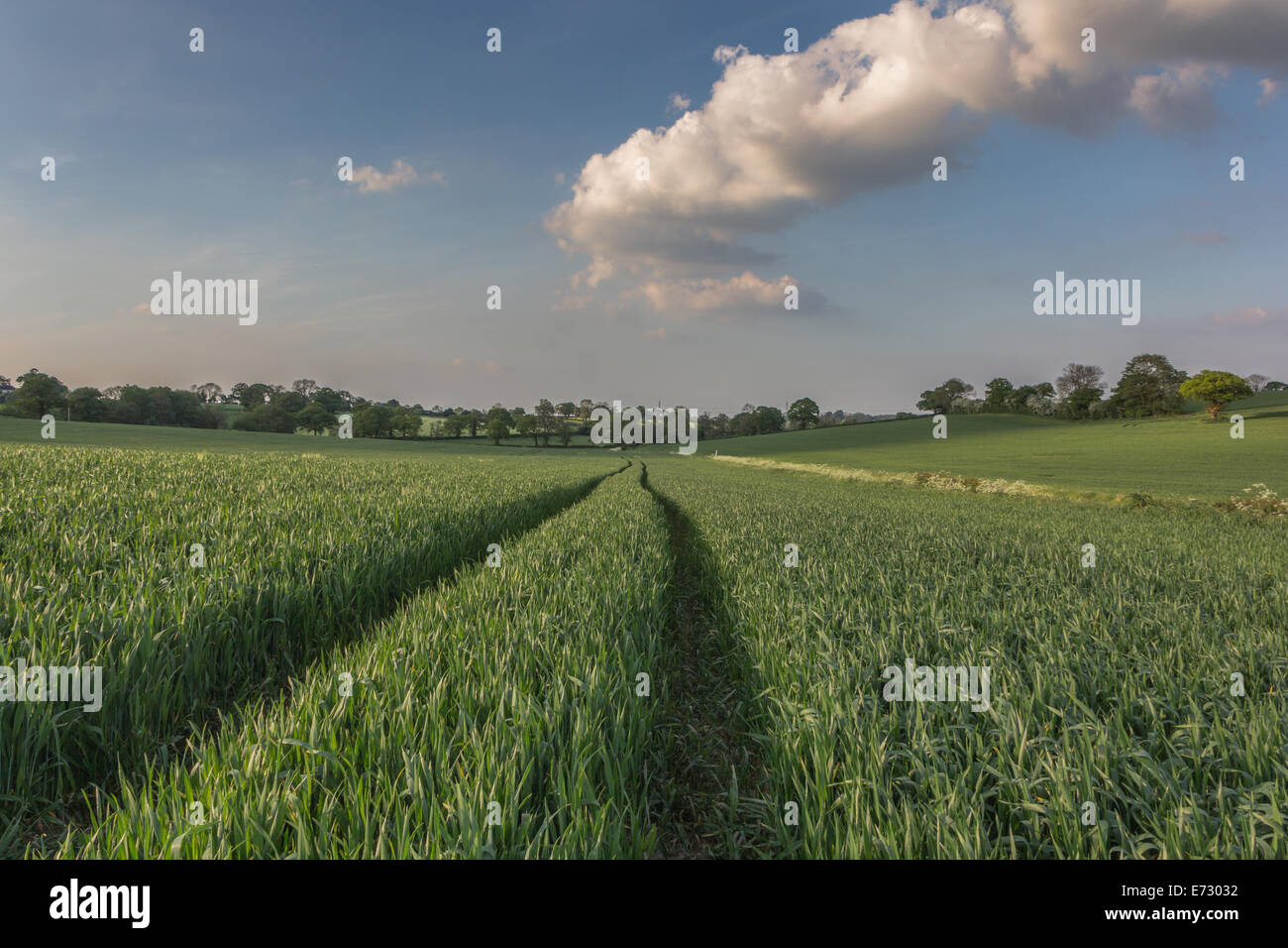 Tractor trail - A field in a farm in Meriden, Uk showing the trails in ...