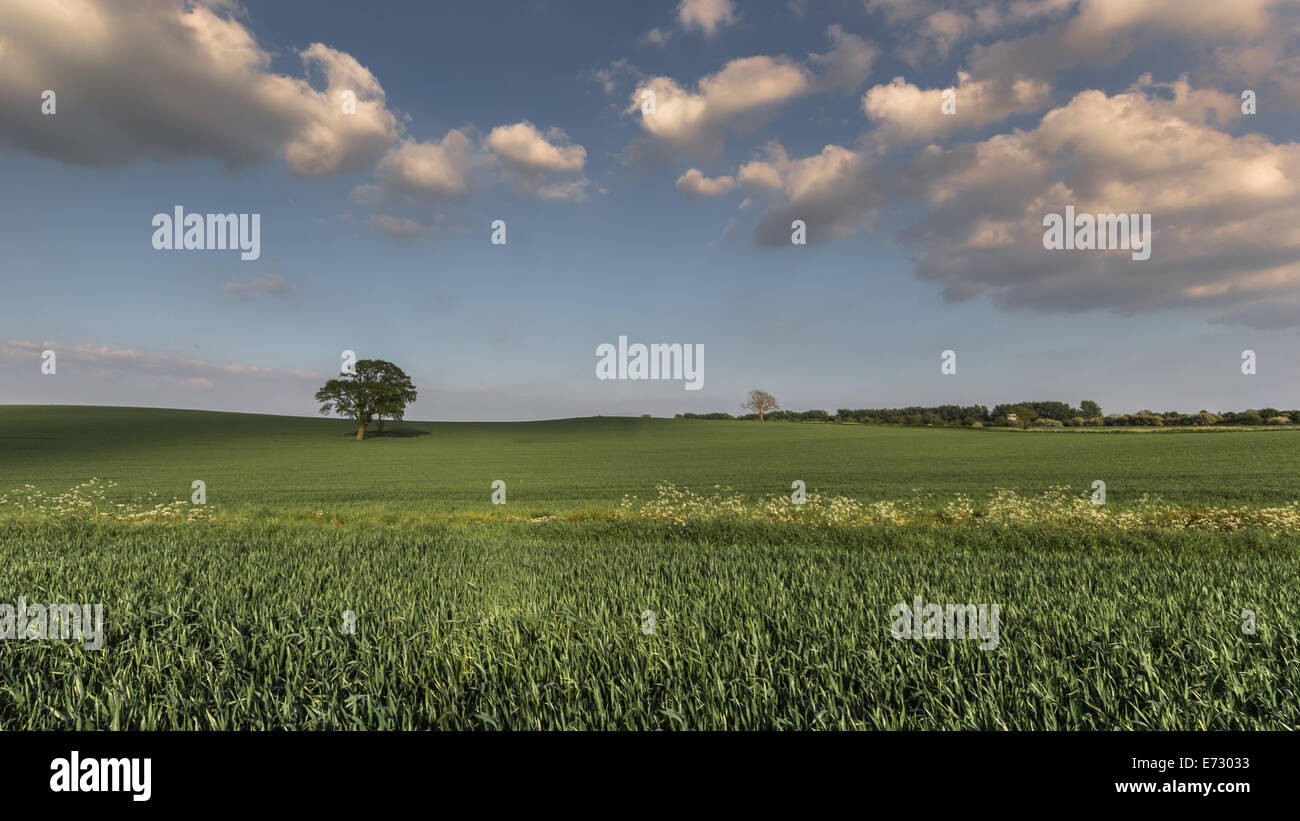 Alone - A lone tree sits in a summer field in Meriden, UK Stock Photo ...
