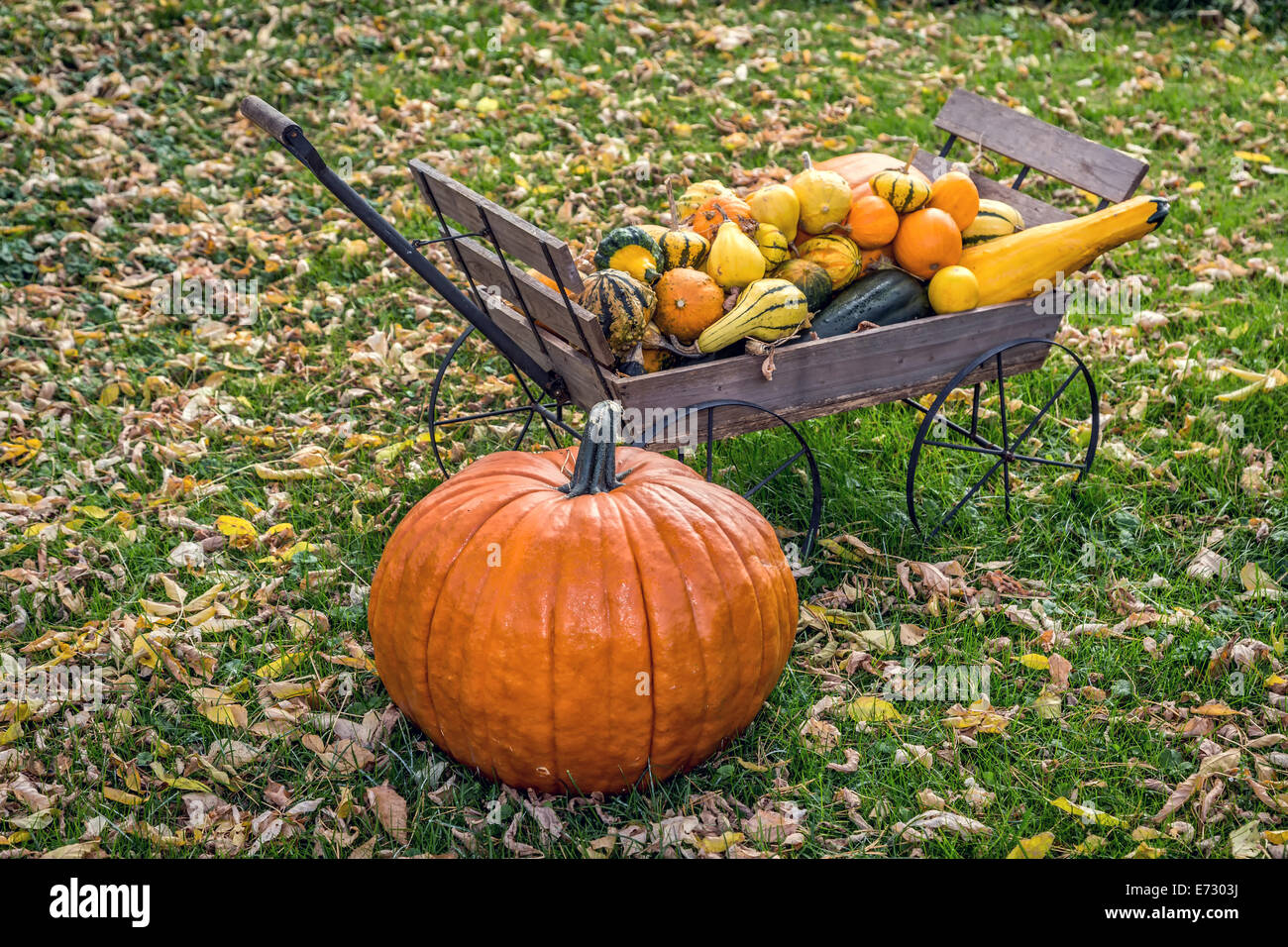 A large pumpkin and a hand cart full of autumn gourds on a leafy lawn ...