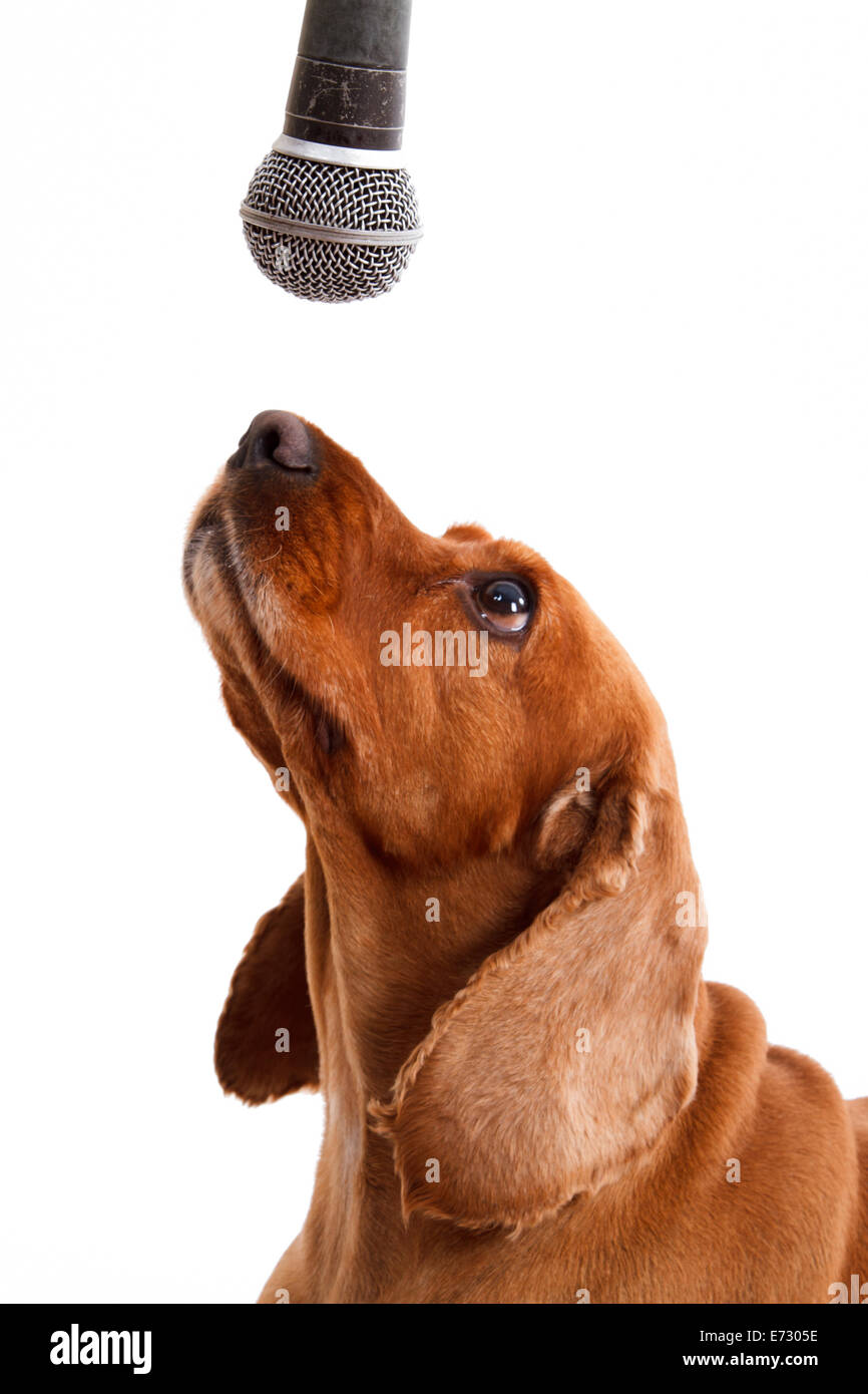 English cocker spaniel dog with microphone, isolated on white ...