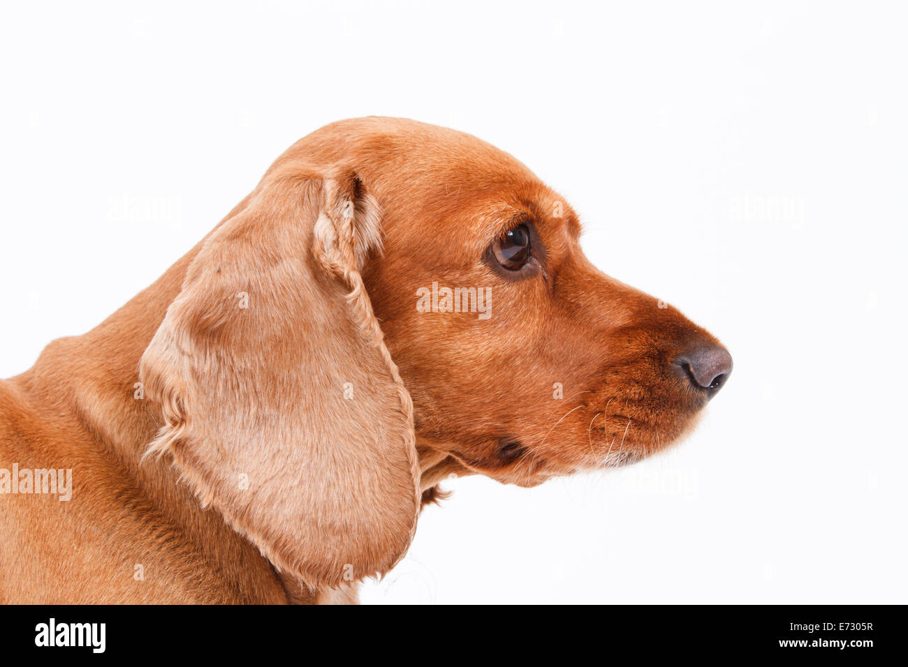 Close up of English cocker spaniel dog head, isolated on white ...