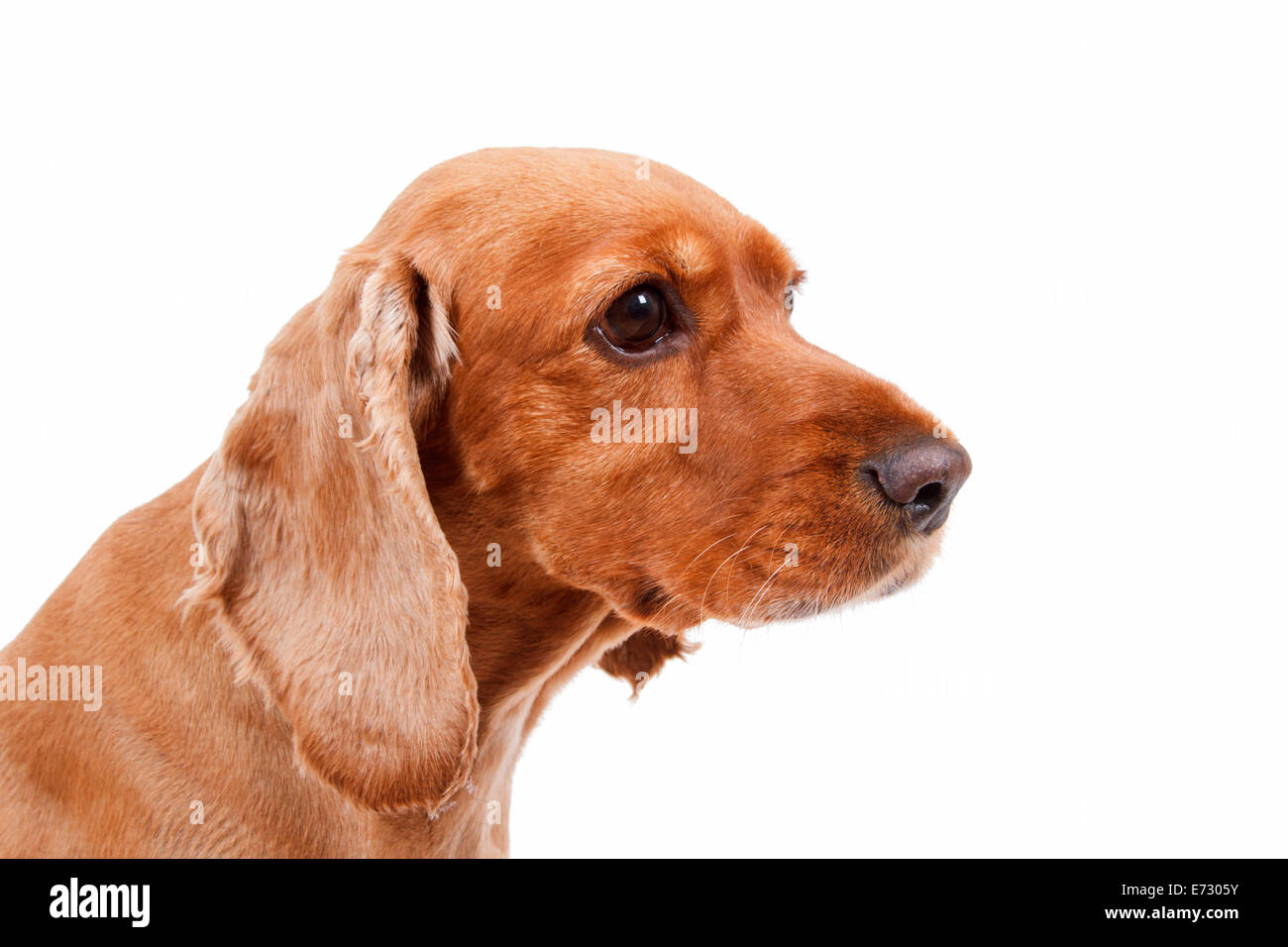 Close up of English cocker spaniel dog head, isolated on white ...