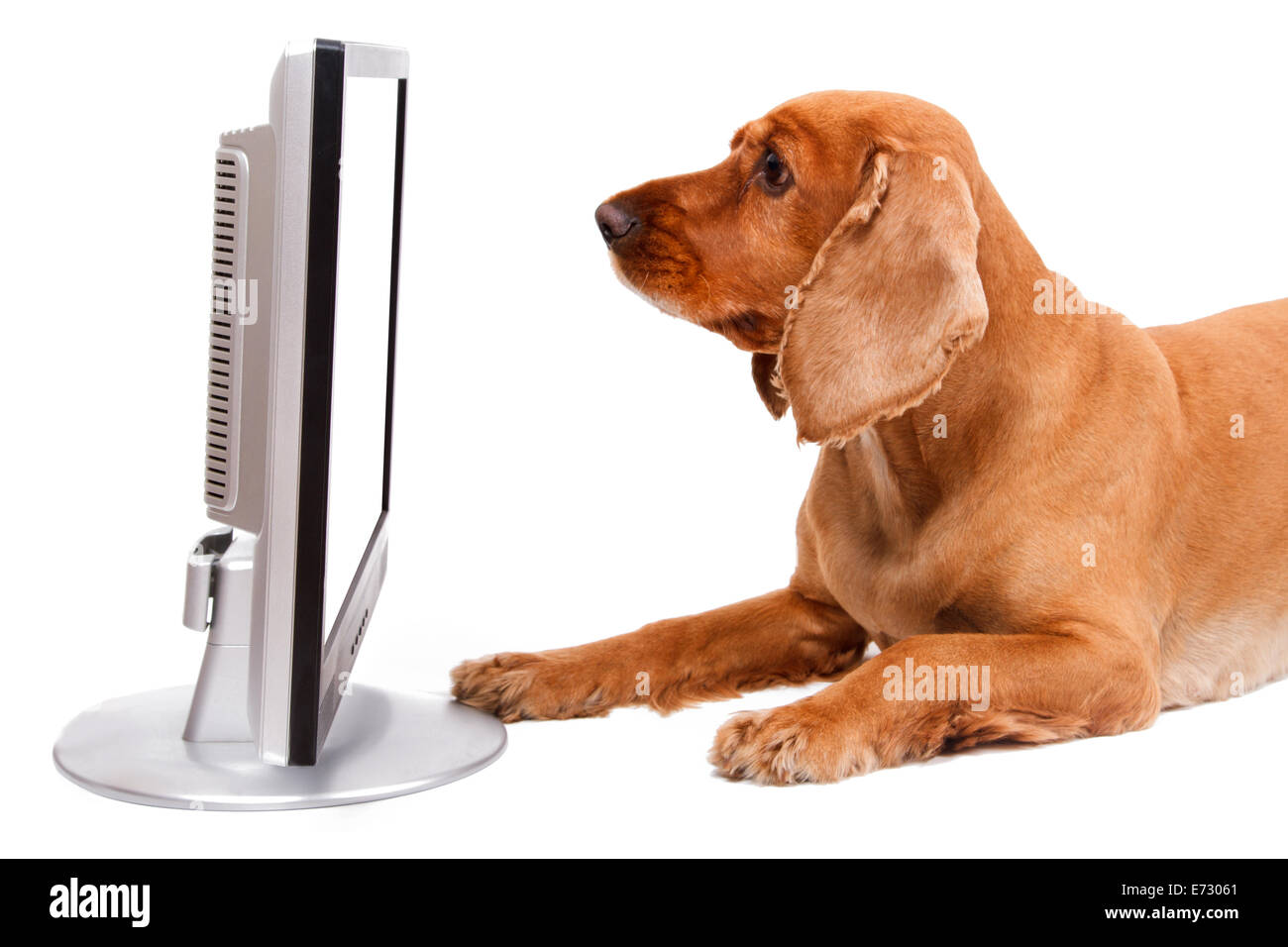 English cocker spaniel dog looking white blank screen, isolated on ...