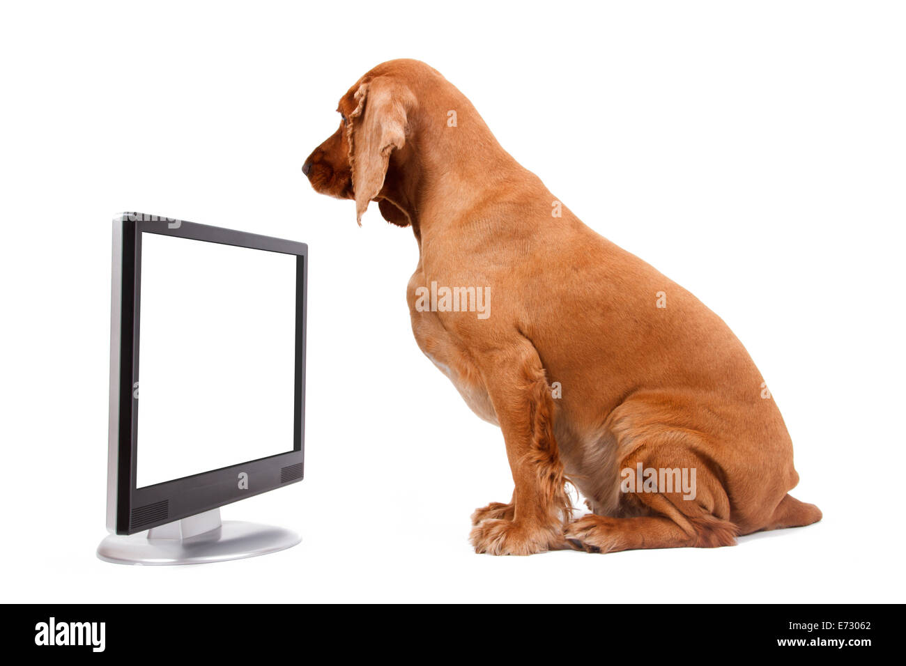 English cocker spaniel dog looking white blank screen, isolated on ...