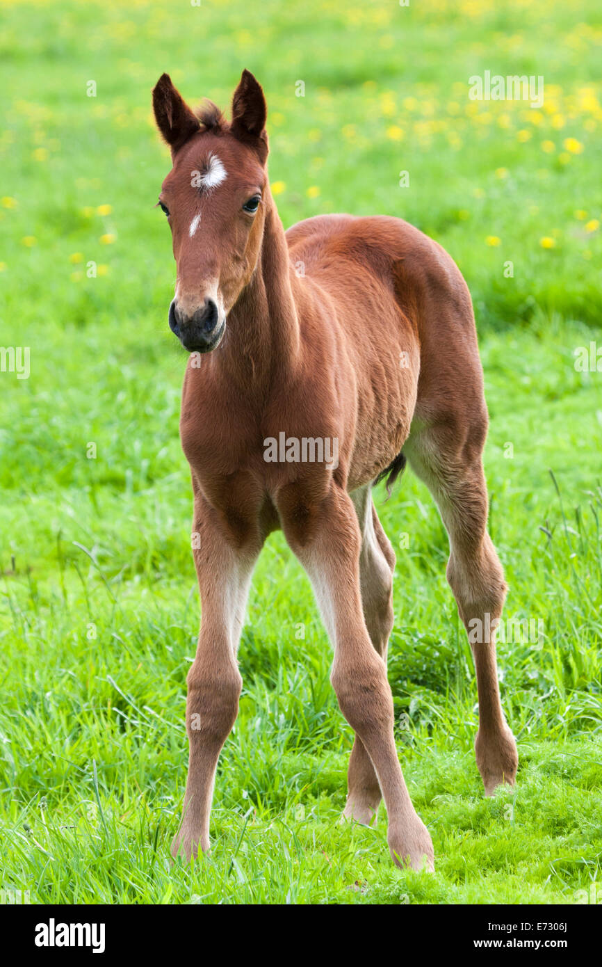 Blood horse hi-res stock photography and images - Alamy