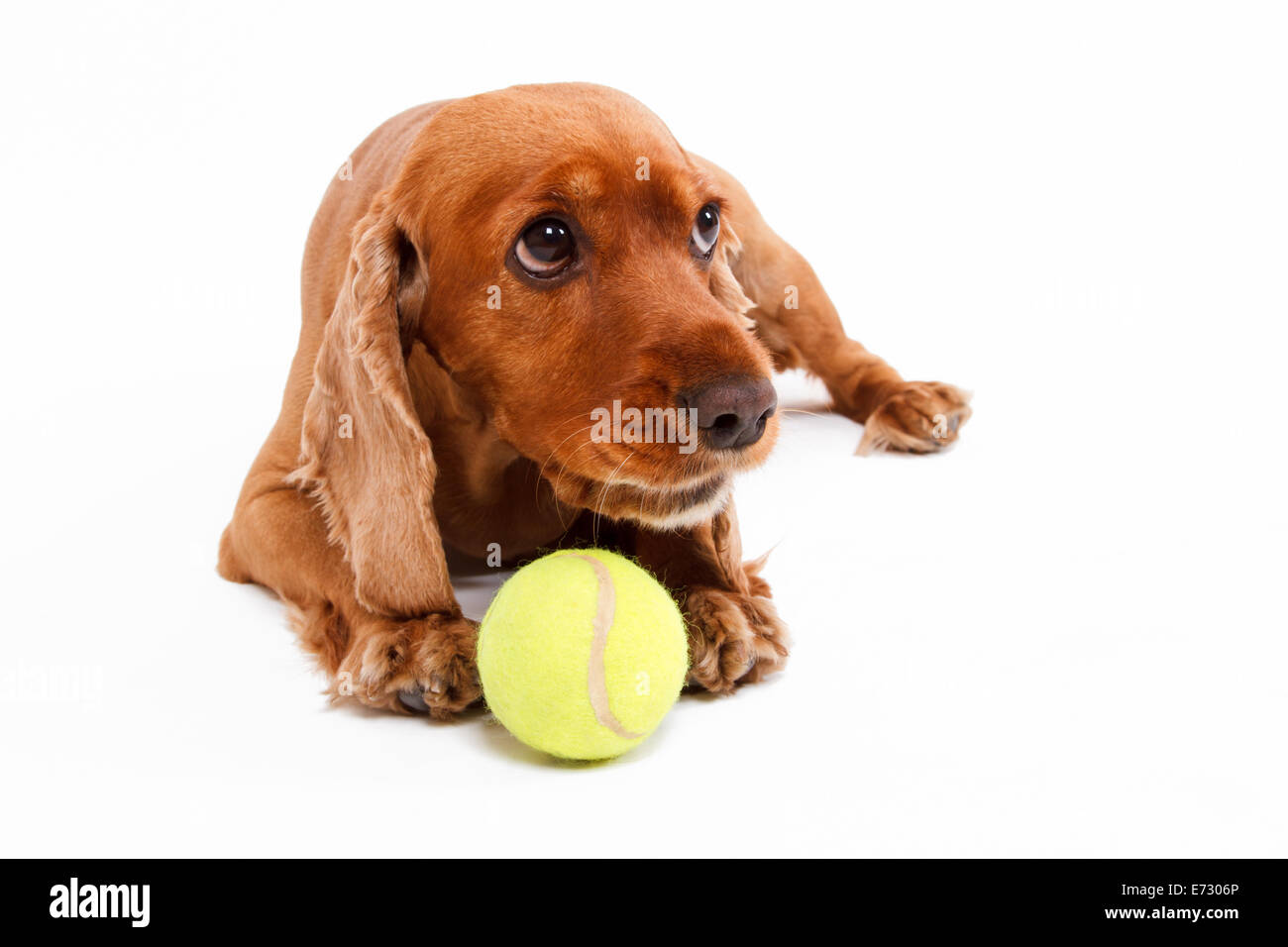 Angry English cocker spaniel dog lying with ball, isolated on white ...