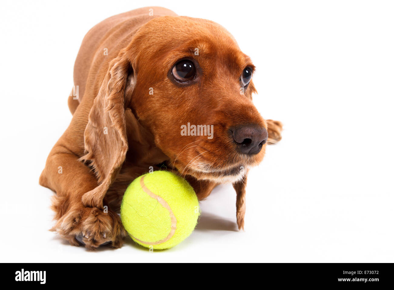 Angry English cocker spaniel dog lying with ball, isolated on white ...