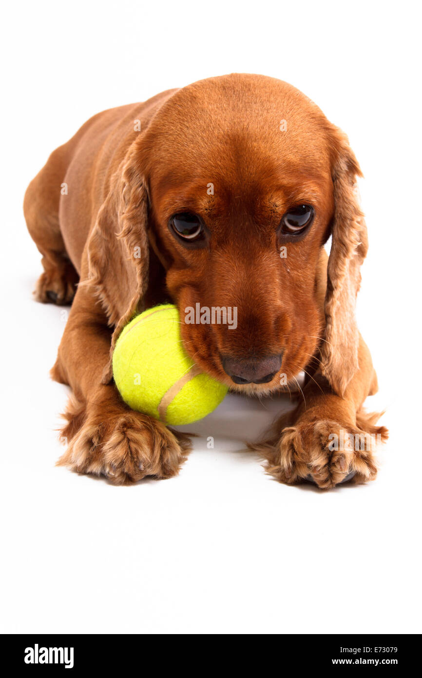Angry English cocker spaniel dog lying with ball, isolated on white ...