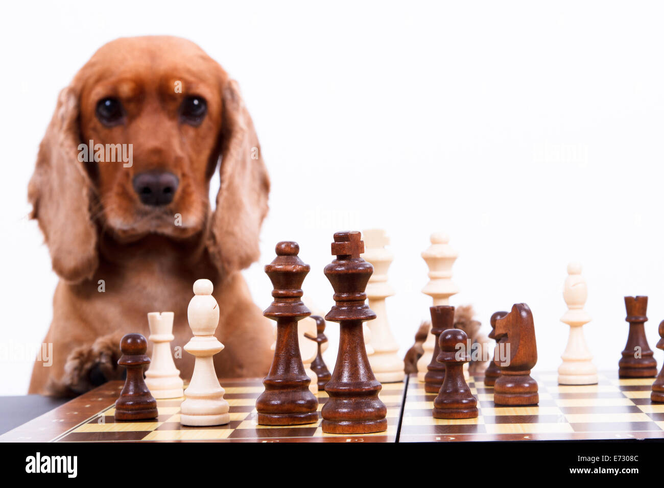 English cocker spaniel dog playing chess, isolated on white background ...
