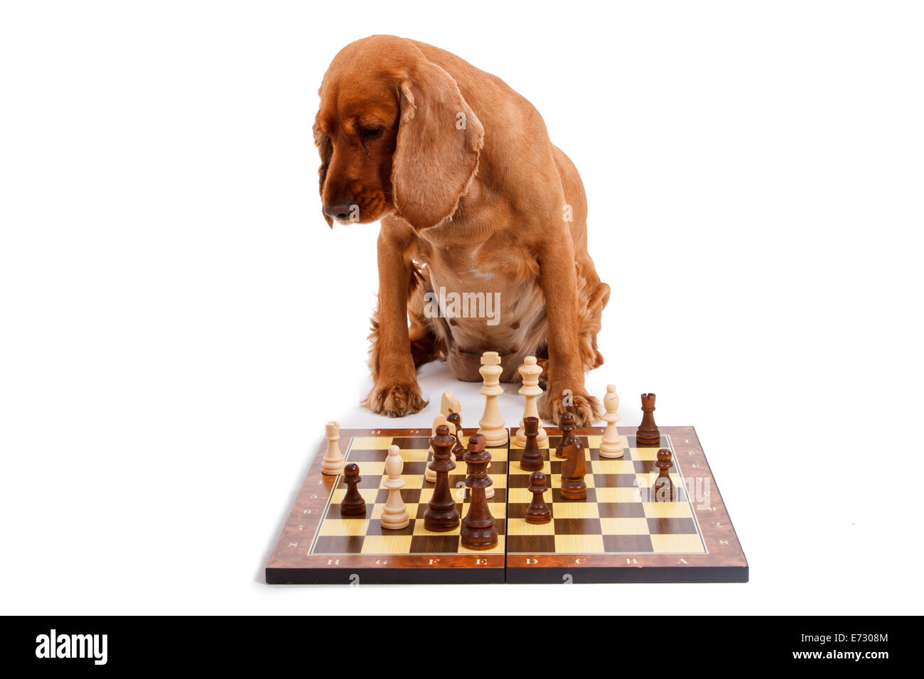 English cocker spaniel dog playing chess, isolated on white background ...