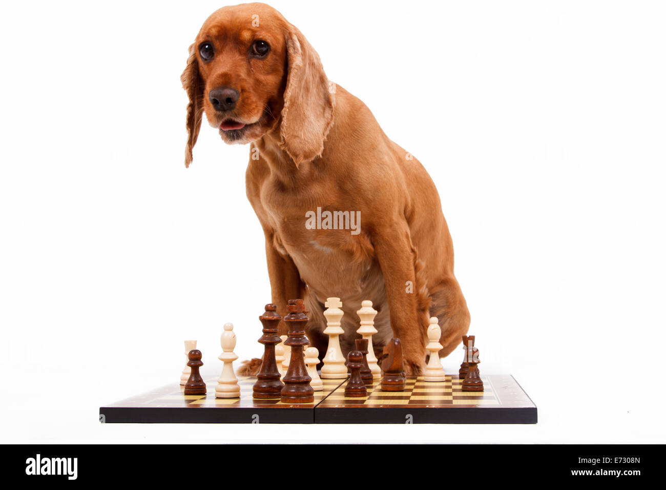 English cocker spaniel dog playing chess, isolated on white background ...