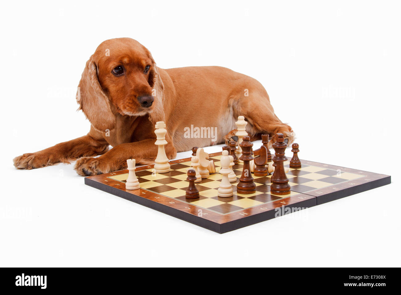 English cocker spaniel dog playing chess, isolated on white background ...