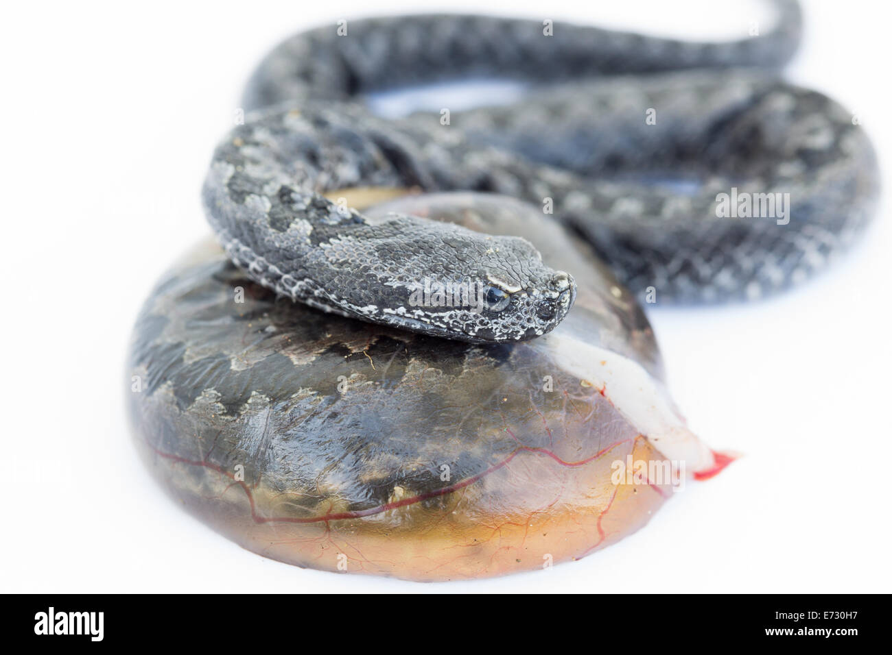 Viper snake baby and egg, Vipera latastei Stock Photo - Alamy