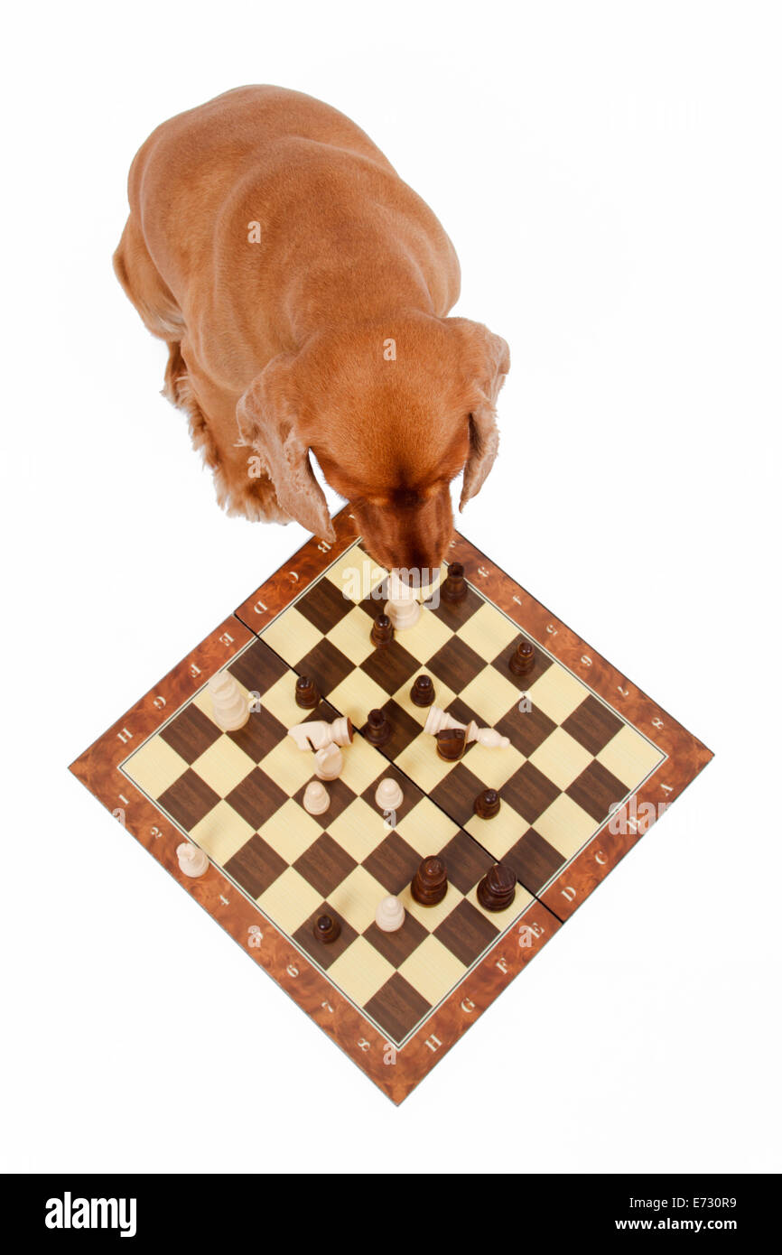 English cocker spaniel dog playing chess, isolated on white background ...