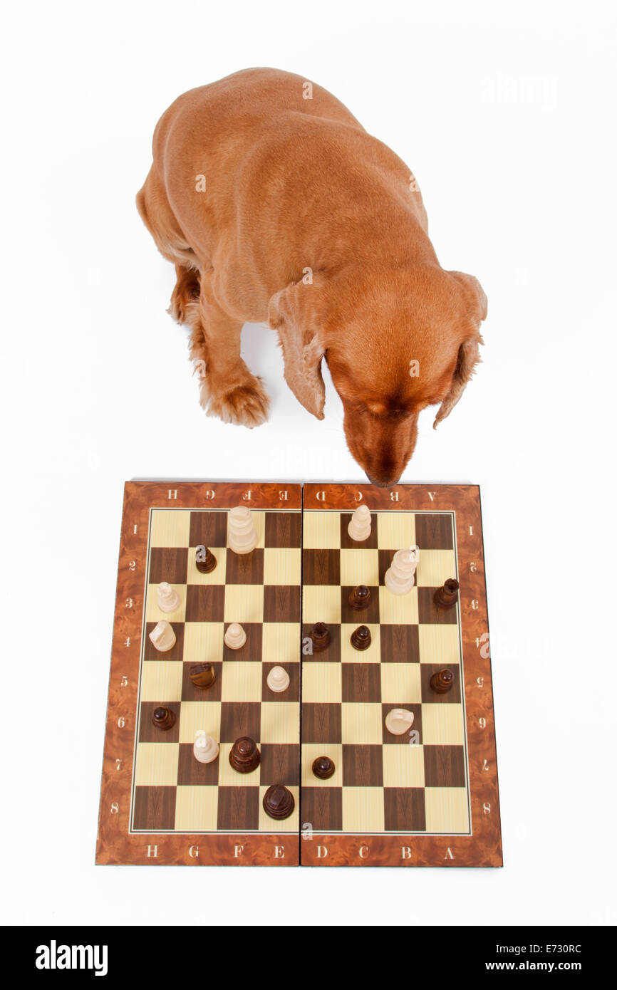 English cocker spaniel dog playing chess, isolated on white background ...