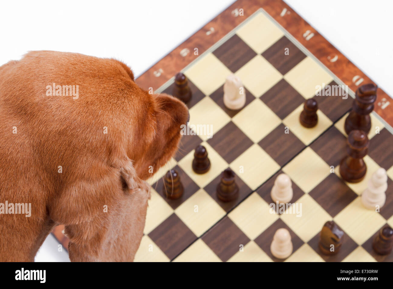 English cocker spaniel dog playing chess, isolated on white background ...