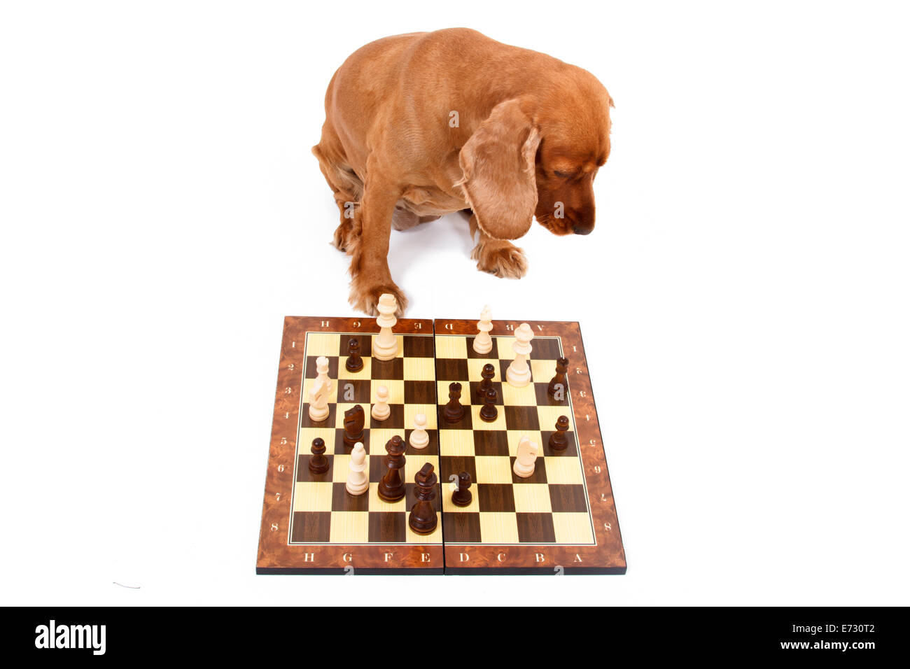 English cocker spaniel dog playing chess, isolated on white background ...