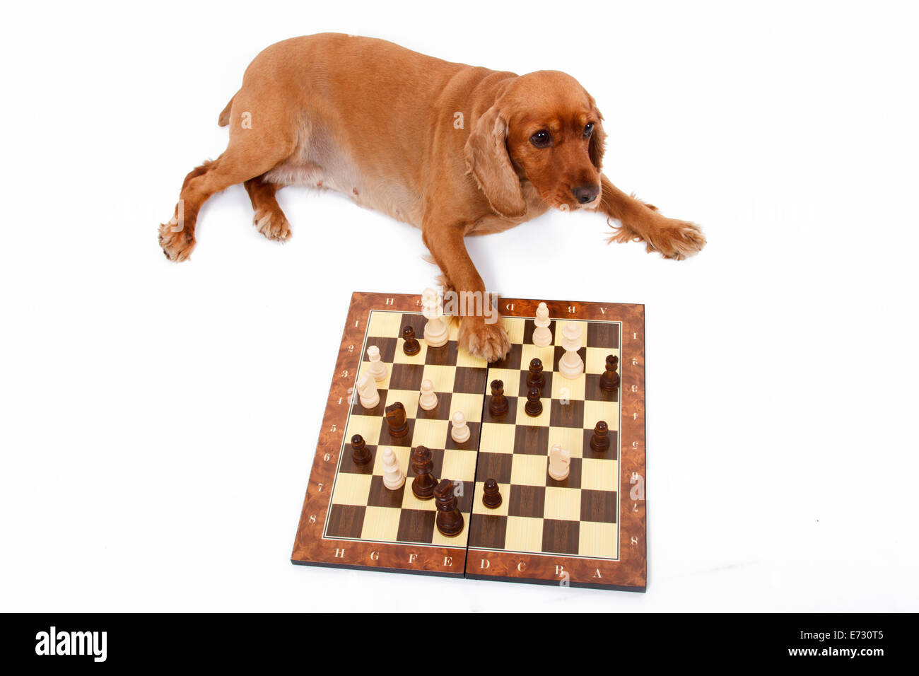 English cocker spaniel dog playing chess, isolated on white background ...