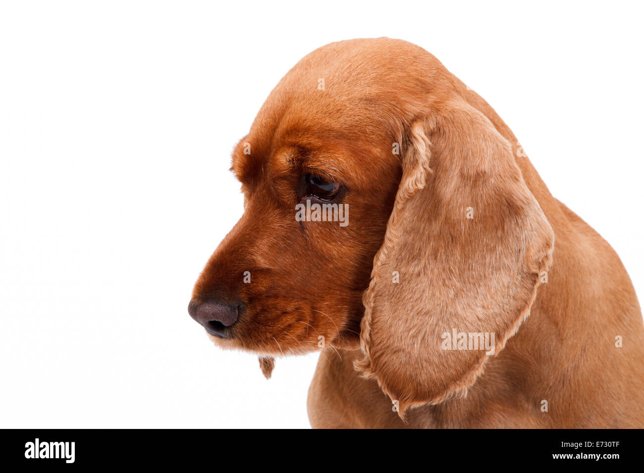 Portrait of sad English cocker spaniel dog looking up, isolated on ...