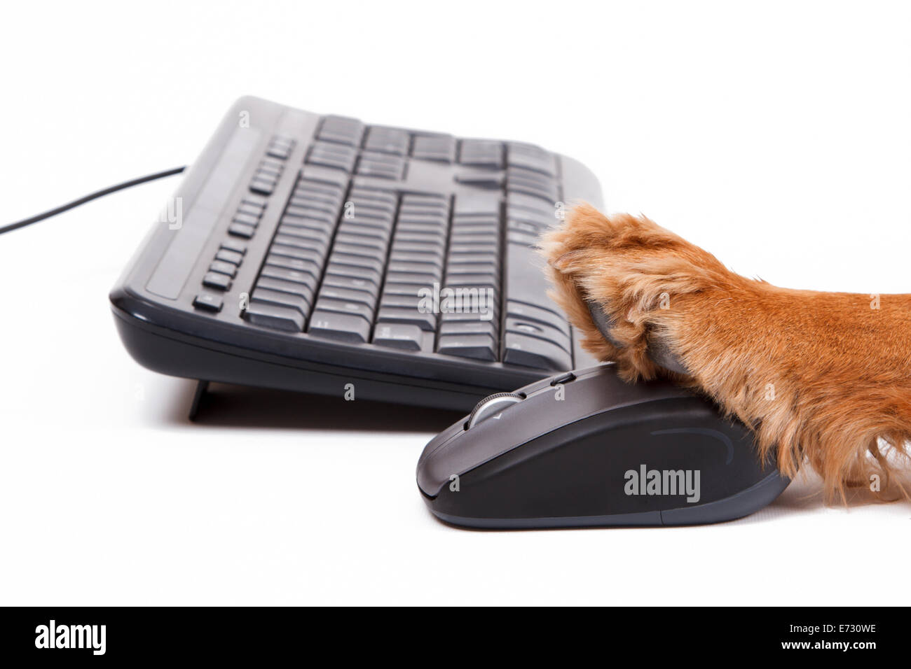 Close up view pathy of English cocker spaniel dog using mouse and ...