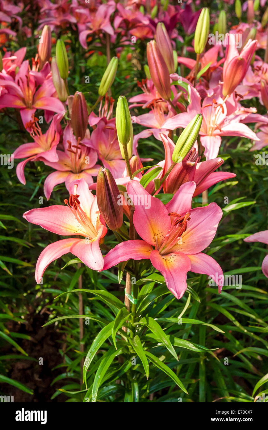 Pink lilles in flower garden Stock Photo - Alamy