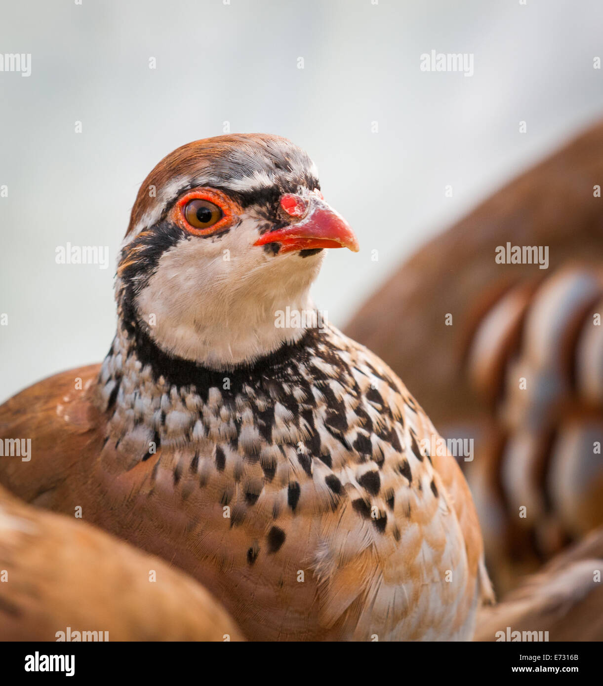 French Partridge, often know as a Red Legged Partridge, due it s red ...