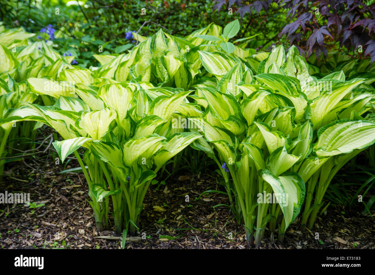 Variegated hosta leaves hi-res stock photography and images - Alamy