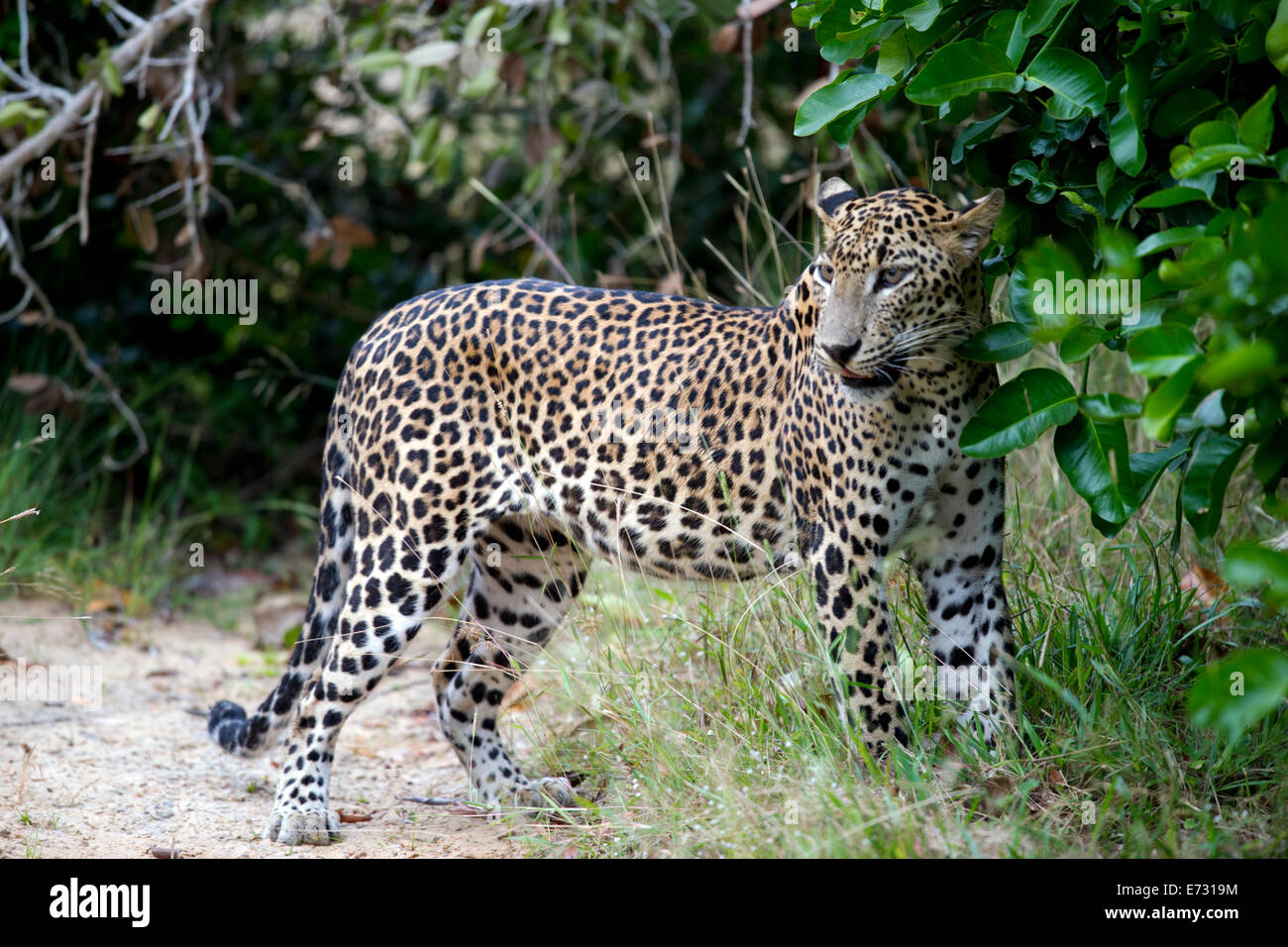Sri Lankan leopard (Panthera pardus kotiya Stock Photo - Alamy