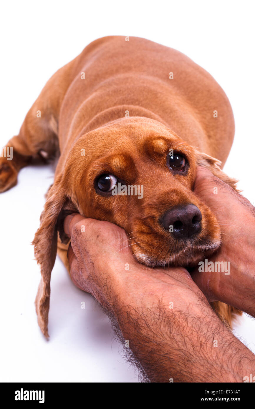 Hand caressing English cocker spaniel dog head, isolated on white ...