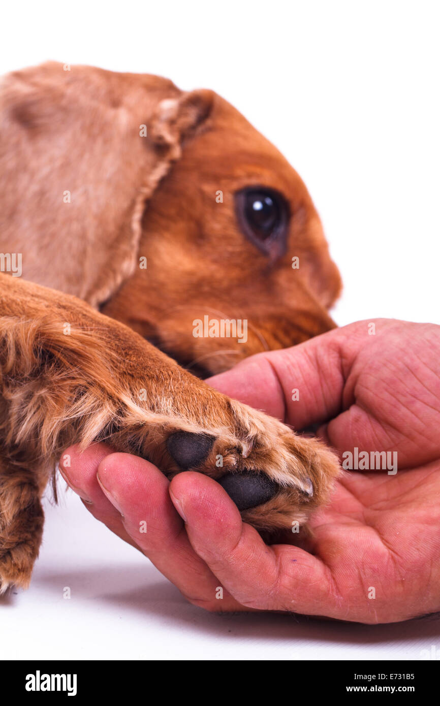 Hand holding English cocker spaniel dog pathy, isolated on white ...