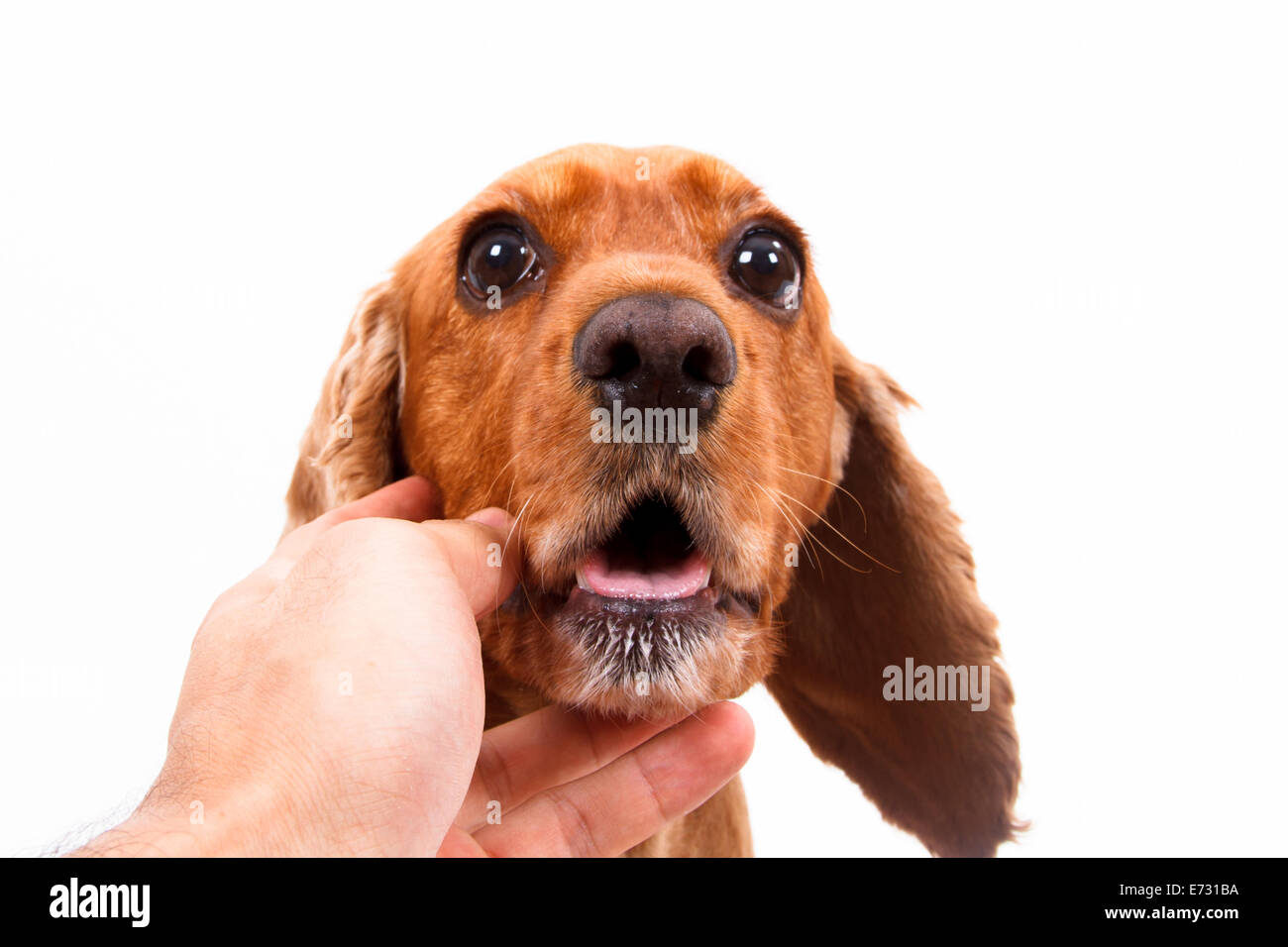 Hand touching English cocker spaniel dog, isolated on white background ...