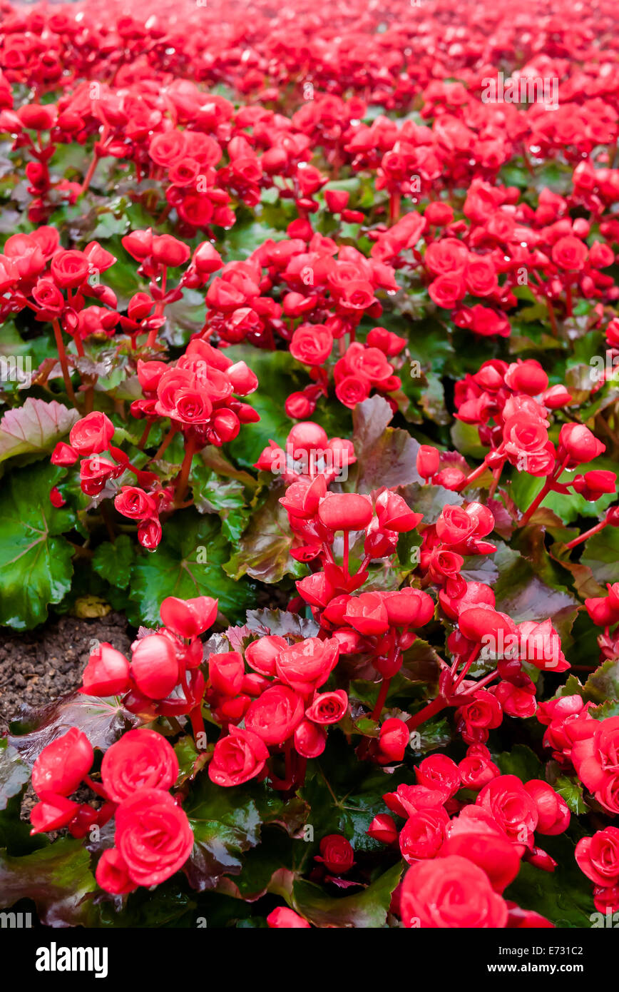 Red big begonia in garden Stock Photo - Alamy