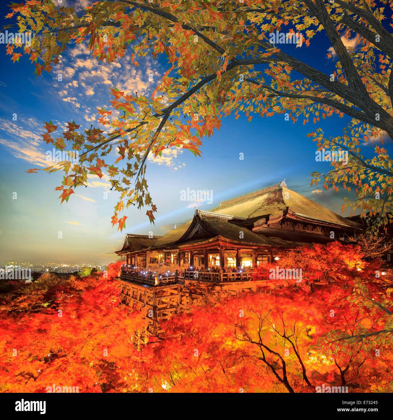 Beautiful maple with nice background for adv or others purpose use ...