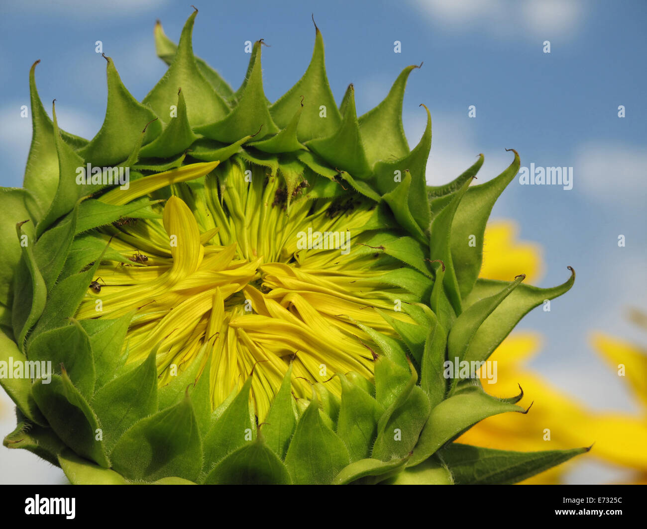Green sunflower hi-res stock photography and images - Alamy