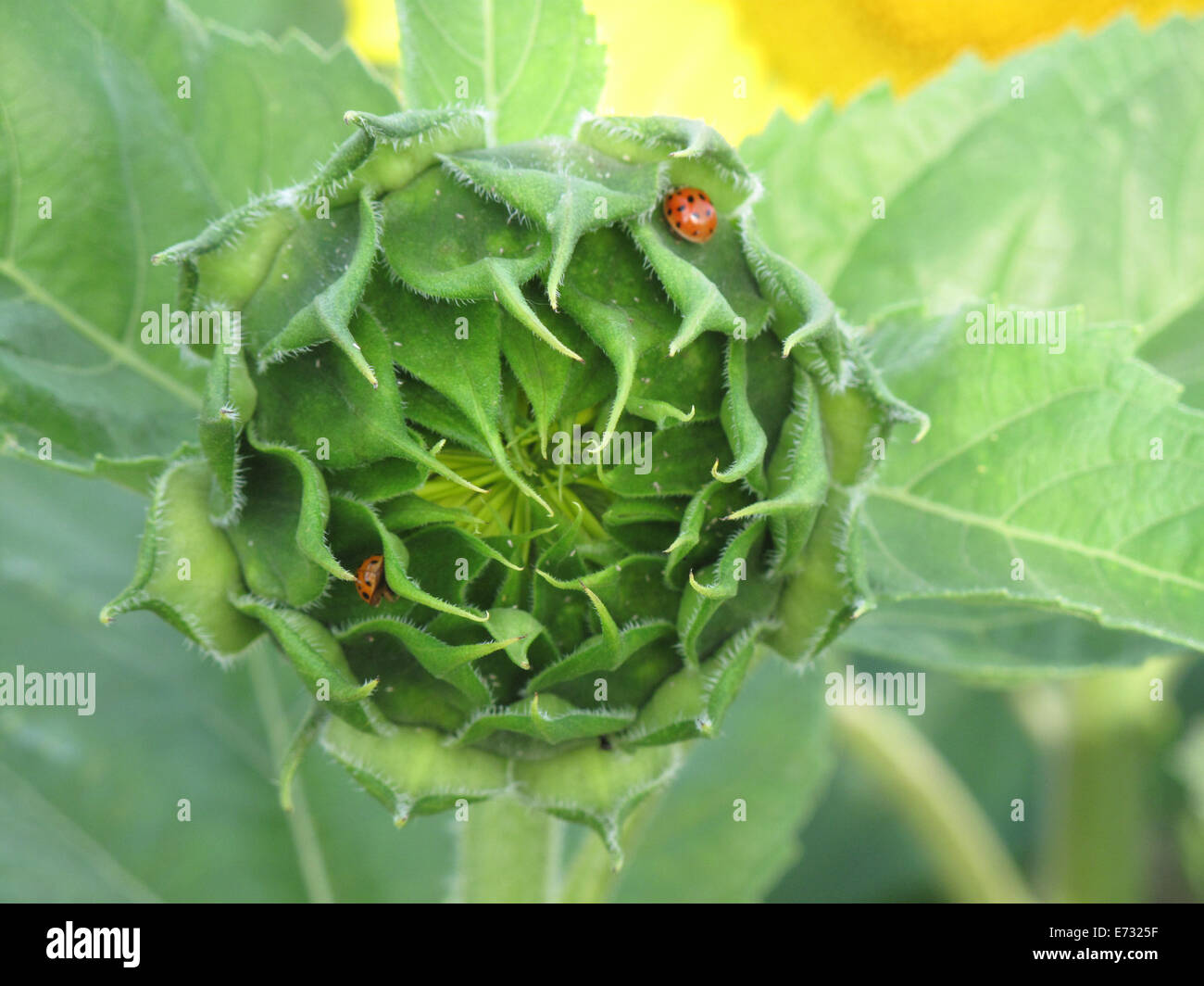 Beautiful blue green full hi-res stock photography and images - Alamy