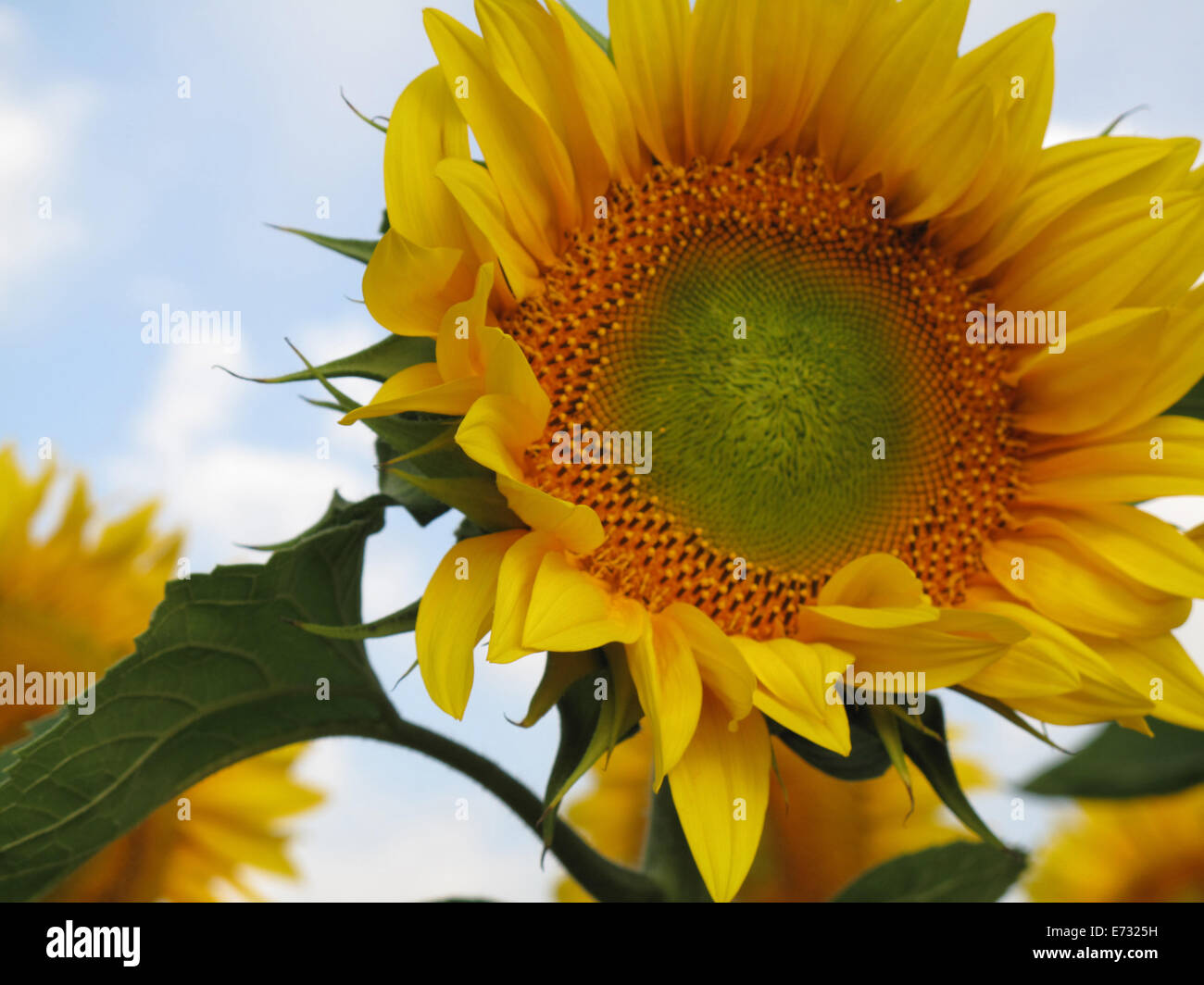 Vibrant sunflower field in sunny hi-res stock photography and images ... Vibrant sunflower field in sunny hi-res stock photography and images ...