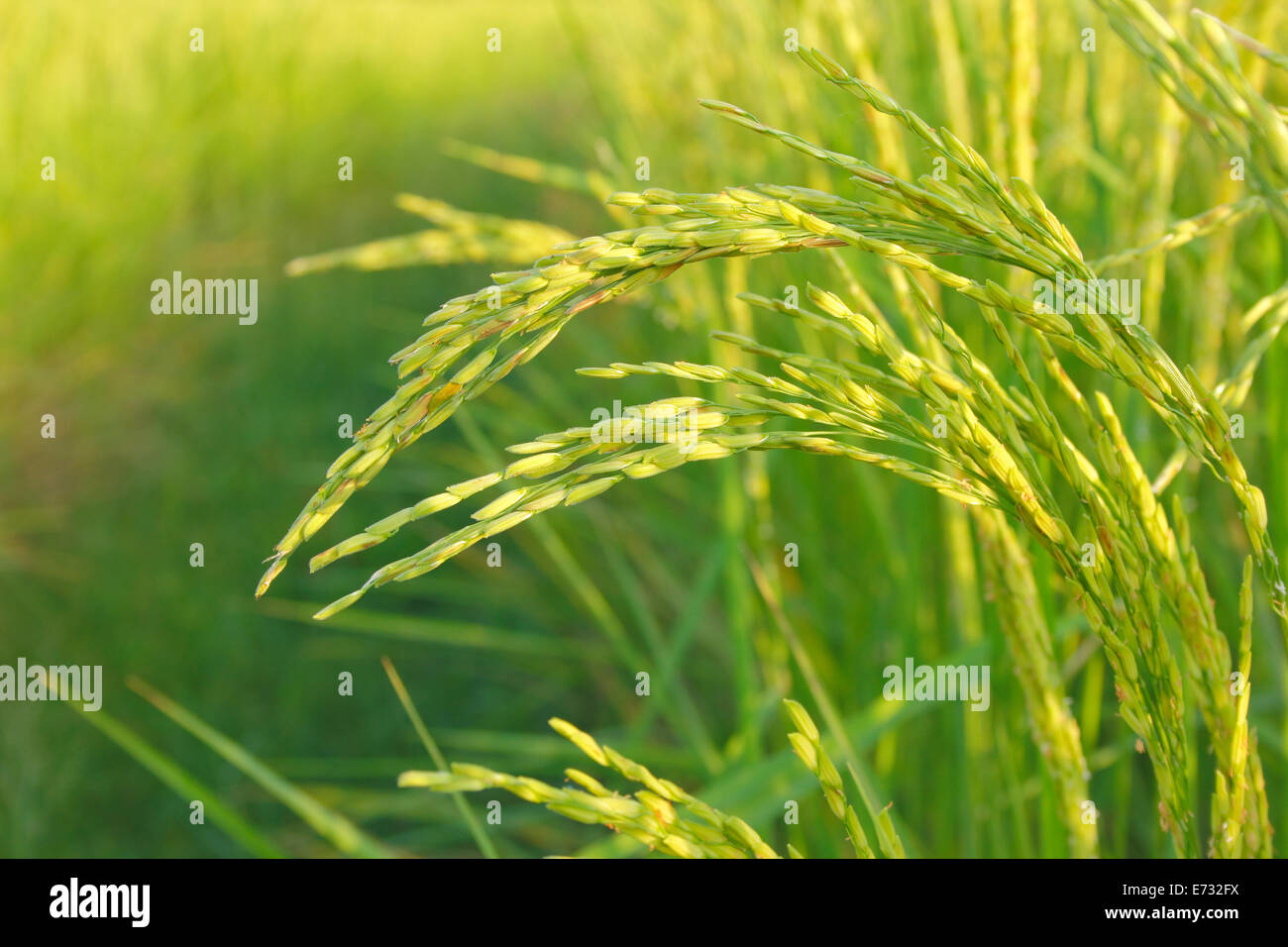close up of fresh weed in rice fields Stock Photo - Alamy