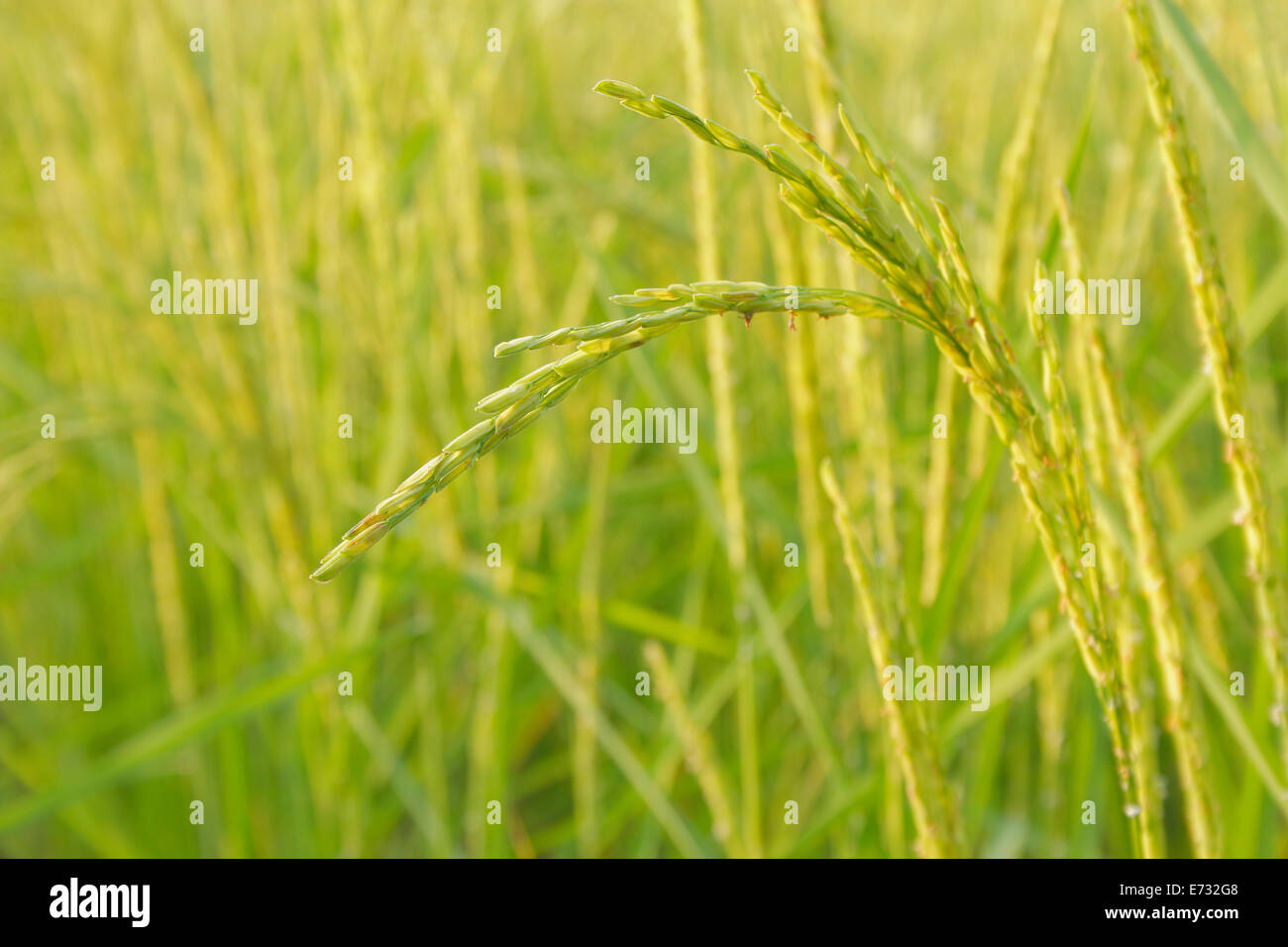 Rice weed hi-res stock photography and images - Alamy